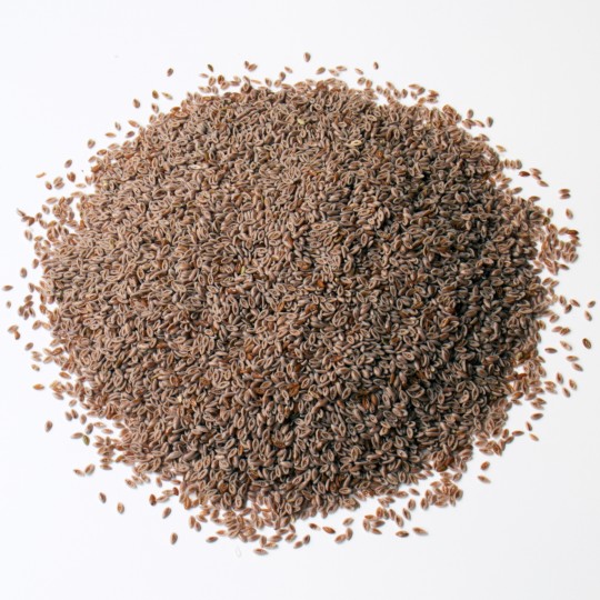 Ispaghul (psyllium blond) graine